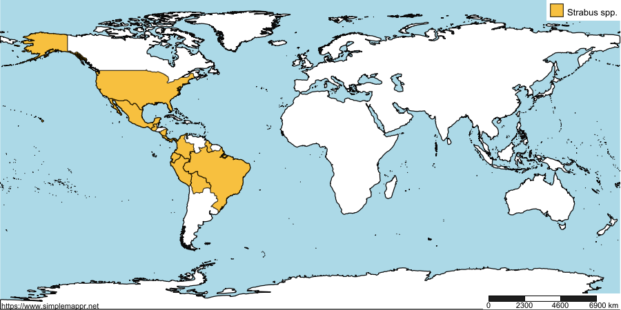 Platyrhinini | Anthribidae
