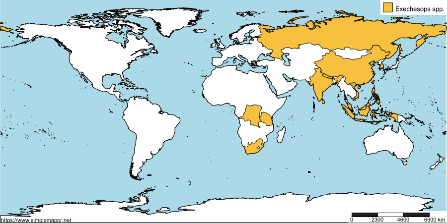 Zygaenodini | Anthribidae